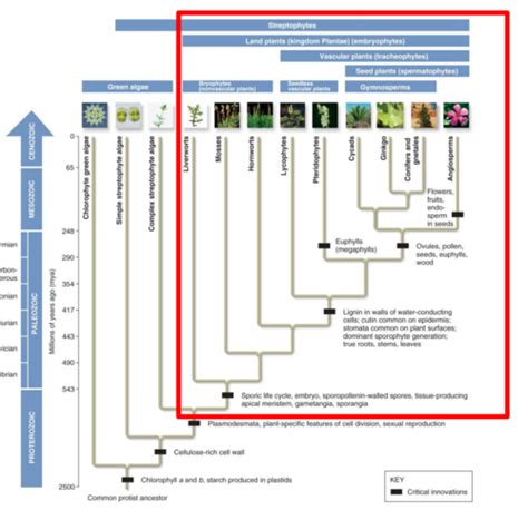 Biology Lecture 16 Plants And The Conquest Of Land Flashcards Quizlet