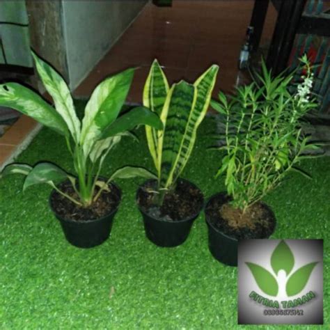 Jual Paket Tanaman Pot Shopee Indonesia