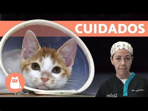 Cómo se Reproducen los Gatos Explicación de la Reproducción en Gatos