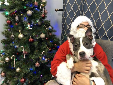 The Best Indoor Dog Parks In America All Paws Express