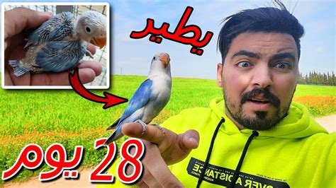 من العش 🐣 حتى الطيران 🦅 تصوير يوم ب يوم 😍🦜 Youtube