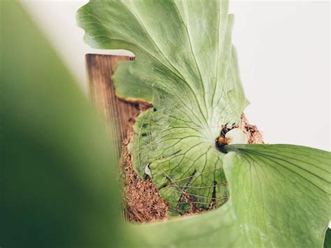 嫻情鐿致 孕媽咪照過來 有孕媽咪問我孕婦可以穿你們家內衣嗎？ 當然可以啊！ 我們的內衣從青春期穿到你不傳內衣為止 懷孕的每個階段都會帶來乳房跟肚子的變化、因此需要一個無鋼圈🌟透氣