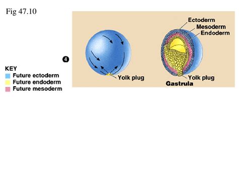 Ppt Outline 6 Vi Morphogenesis A General Features Of Gastrulation B
