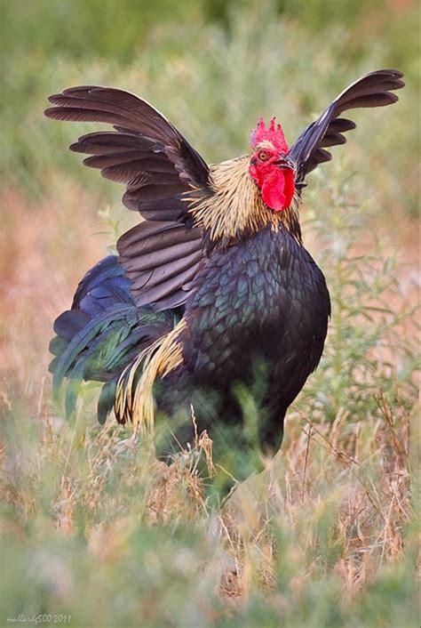 Red Jungle Fowl Rooster Chickens Backyard Fancy Chickens Chickens