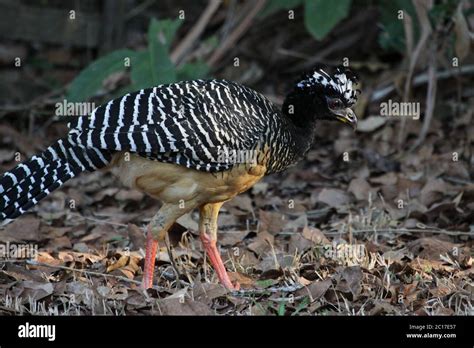 Female Bare Faced Curassow With Pretty Crest Pantanal Brazil Stock