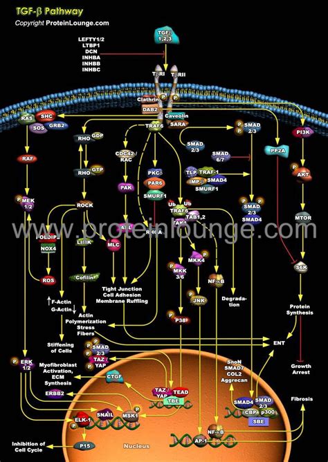 Biological Databases And Tools Tgf Beta Pathway Protein Lounge