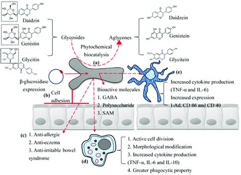 Schematic Representation Of Biofunctional Properties Biotransformation