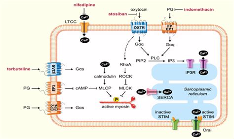 Oxytocin Feedback Loop Diagram