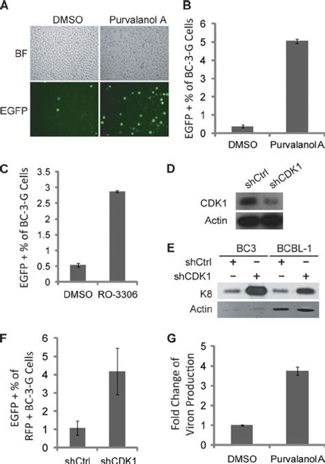 P38 Is Required For Kshv Reactivation Induced By Cdk1 Inhibition A