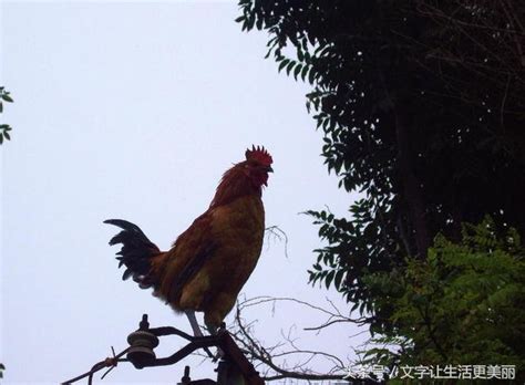 河北永清詩人劉殿剛詩歌欣賞之三 每日頭條