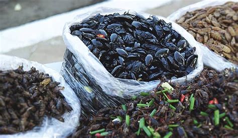 Insects Cambodias Creepy Crawly Cuisine Heritage Line