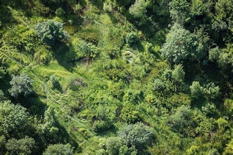 Investigating Habitat Fragmentation Effects Ar Generative Ai Premium