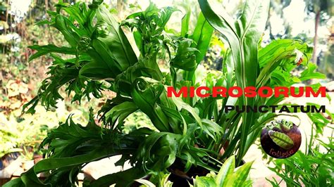Microsorum Punctatum Grandiceps Or Polypodium Polycarpon Youtube