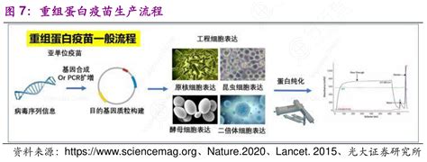 重组蛋白疫苗生产流程 行行查 行业研究数据库