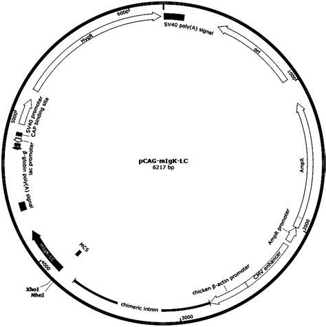 Novel Anti Human Igg1 Fc Antibody Reagent And Preparation Method