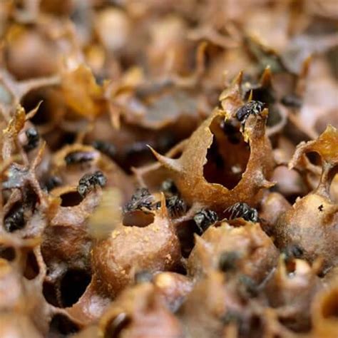 The Magical Melipona The Stingless Bees Of Yucatan M
