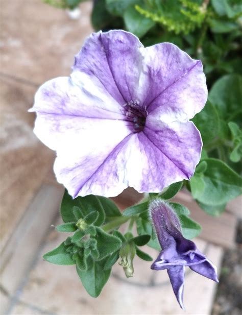 不思議ちゃん 日々のつれづれ