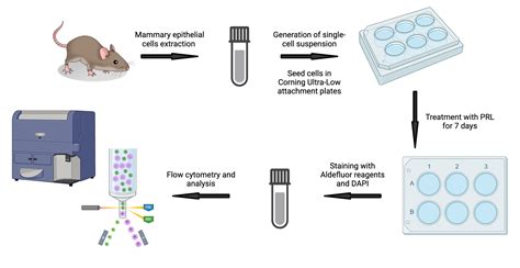 Extraction Plating And Aldefluor Analysis Of Primary Mammary