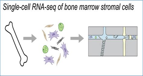 Single Cell Rna Sequencing Uncovers Secrets Of Bone Marrow Cells And