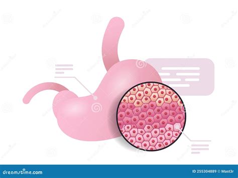 Detailed Explanation Anatomical Liver Structure Human Body Internal Organ Anatomy Medicine
