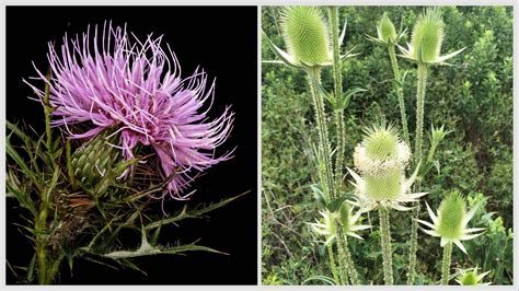 Types Of Thistle Id Guide To Common Thistles Naturespot
