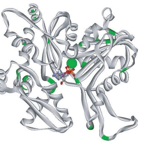 Location Of Acta1 Mutations On The Three Dimensional Representation Of