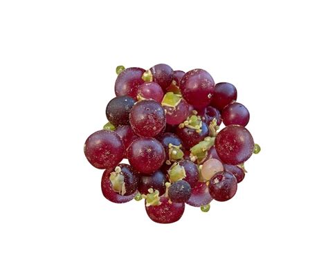 Salvadora Persica Cepillo De Dientes árbol Miswak Hojas Y Frutos De