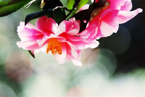椿の花咲く頃Ⅲ） By 大舞剛 （id：11639626） 写真共有サイトphotohito