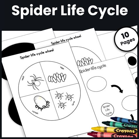 Spider Life Cycle Craft For Kindergarten Spider Science Craftivity