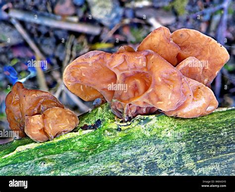Auricularia Auricula Judae Known As The Jews Ear Wood Ear Jelly Ear