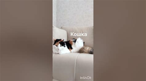 Звуки домашних животных Youtube