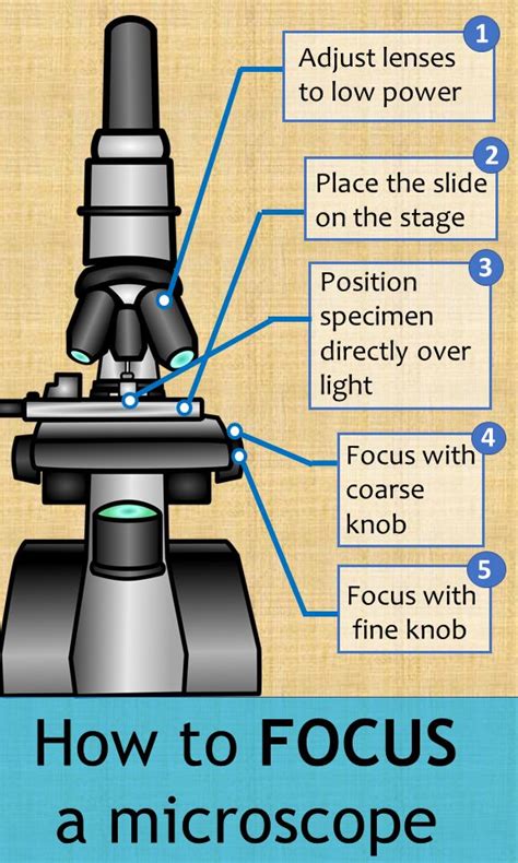 5 Easy Steps For Focusing A Compound Light Microscope Additional Tips