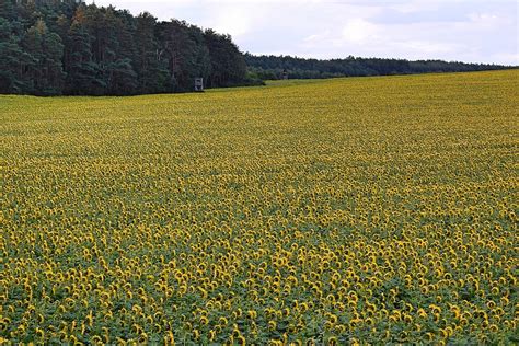 Sunflowers Flowers Field Sunflower Free Photo On Pixabay Pixabay