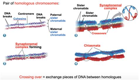 Ch 11 Meiosis Continued Flashcards Quizlet