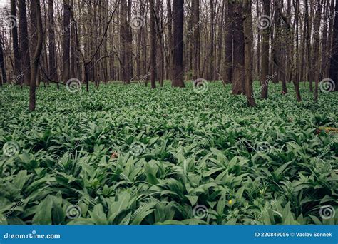 Green Sea Herb Allium Ursinum Known As Wild Garlic Wild Cowleek