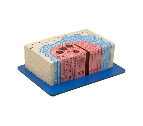 Buy Plant Tissue Cambium Model 3d Educational Tool For Biology Labs