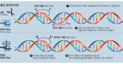 유전자가위 정확도 1만배↑ 유전질환 치료 빅뱅
