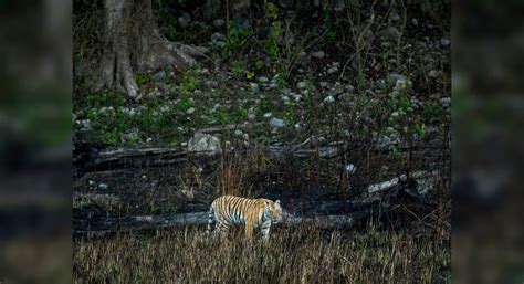 Uttarakhand Govt To Set Up Rajaji Tiger Reserve Conservation