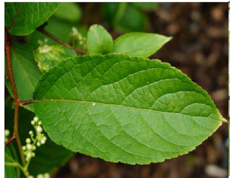 雷公藤 上海植物