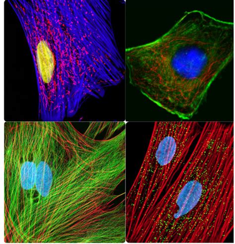 荧光探针染料大聚会，超全超实用！ 每日生物评论