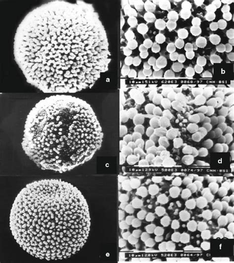8 Pollen Morphology In A J Rufescens Entire Pollen Grain Showing