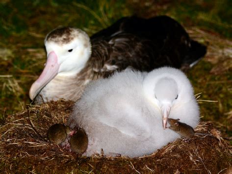 A Six Week Old Tristan Albatross Diomedea Dabbenena Chick Is