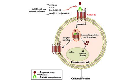 Schematic Representation Of The Receptor Mediated Uptake And Of The