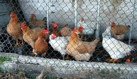 Control y Manejo de Aves en la Explotación Avícola 60 horas CEP MAUDE
