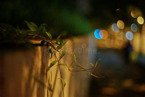Urban Roadside Grass Stock Image Image Of Light Spot 119923967
