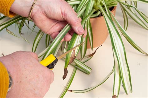 Cara Merawat Tanaman Indoor Biar Gak Gampang Mati