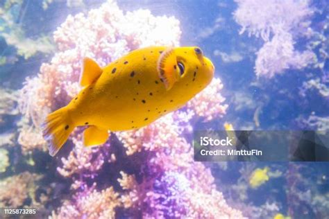 노란 Blackspotted 호흡기 또는 개 직면 복어arothron Nigropunctatus 훌륭하고 아름 다운 수 중 세계