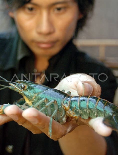 Show Lobster Antara Foto
