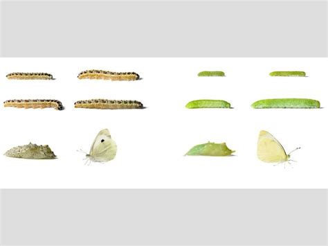 De Vlinderstichting Prachtige Fotoseries Over De Groei Van Vlinders
