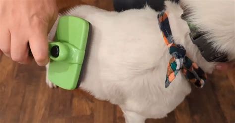 7 Best Professional Dog Grooming Brushes According To Groomers
